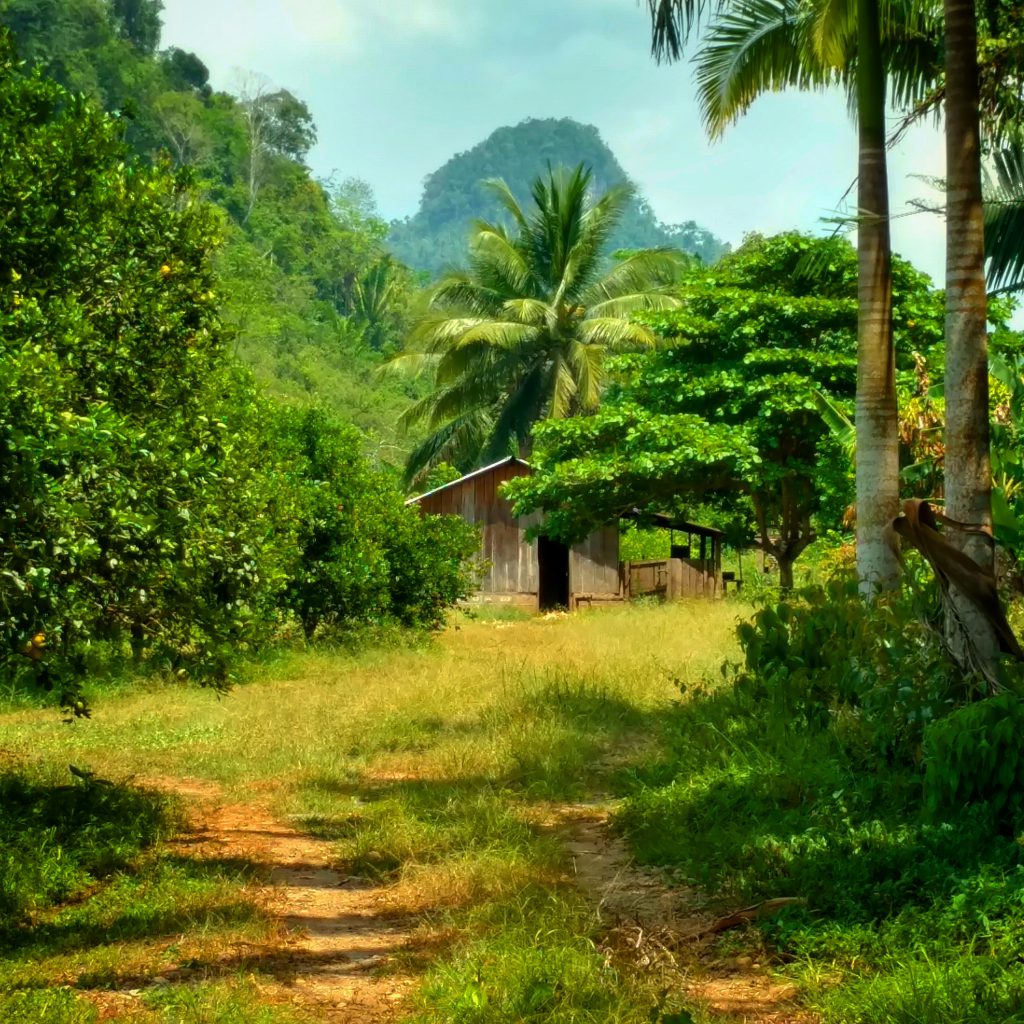 Profitable Farms & Agricultural Land for Sale In The Tropics