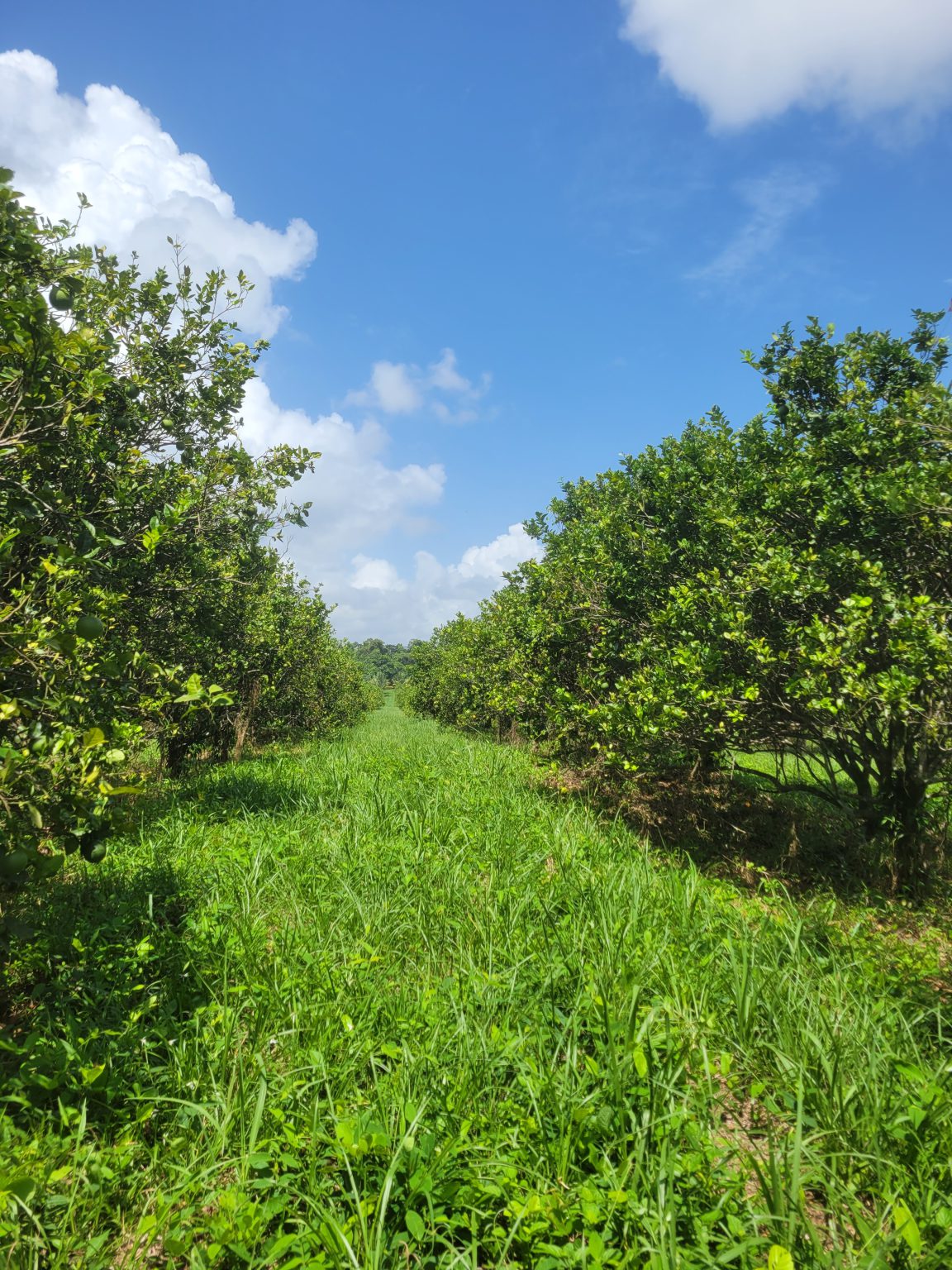 30 Acre Citrus Farm - Real Estate In Tropical Belize